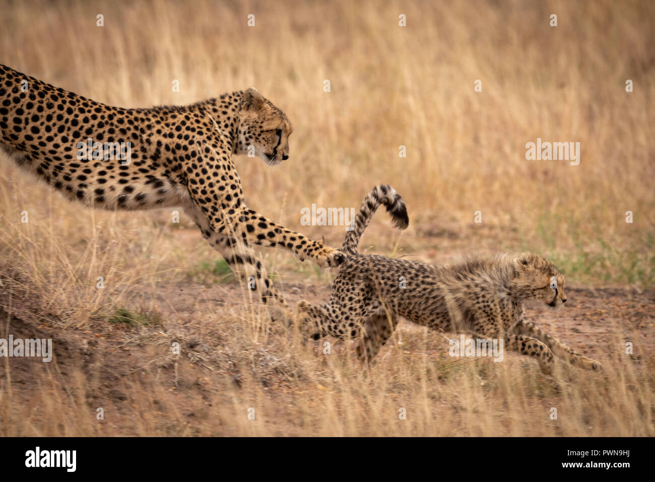 Cheetah jumping down earth bank after cub Stock Photo - Alamy