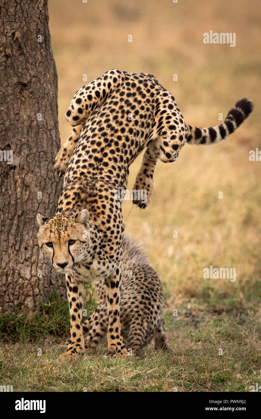 Cheetah jumping from tree hi-res stock photography and images - Alamy