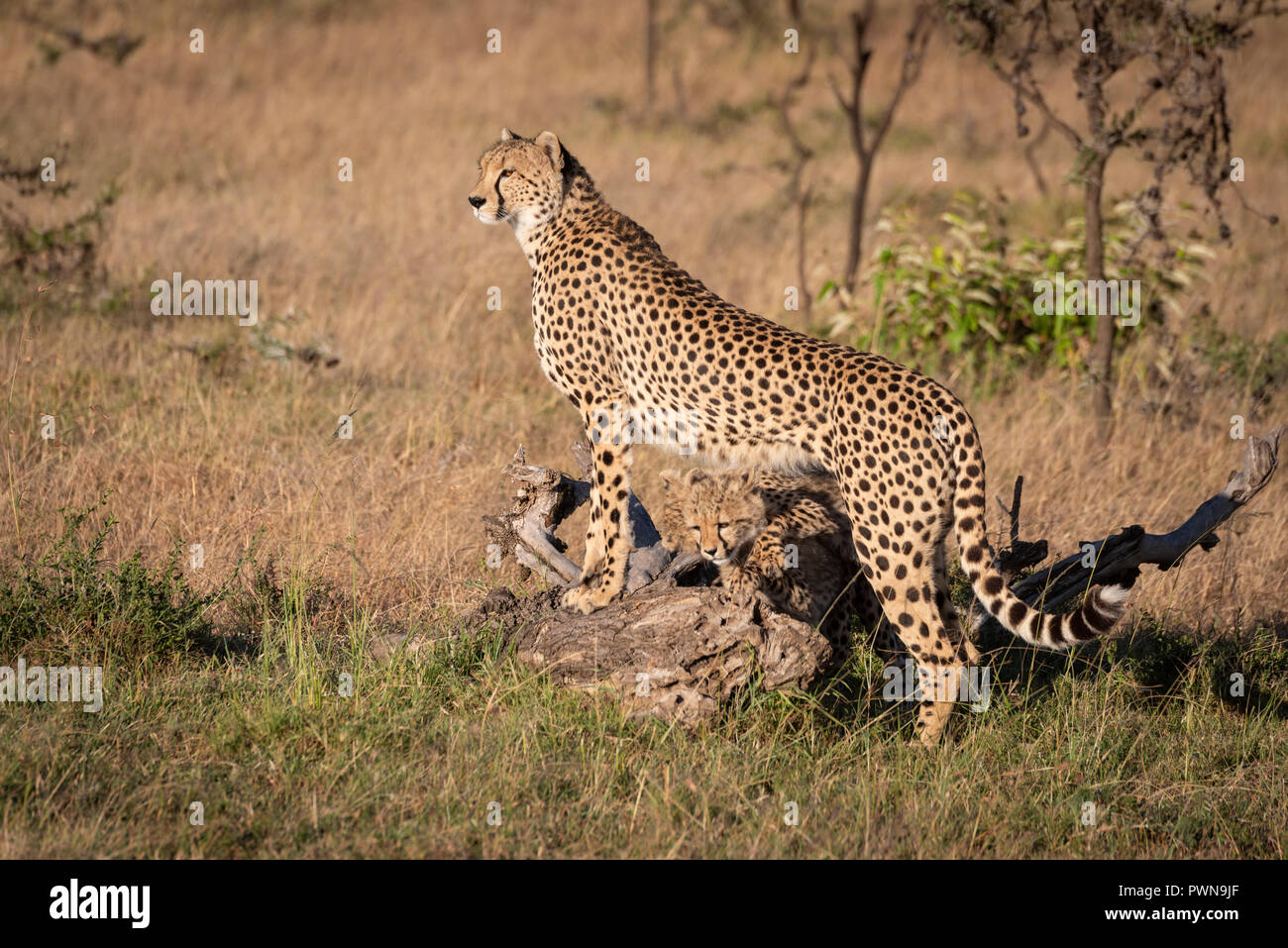 Cheetah leans on log with cubs underneath Stock Photo - Alamy