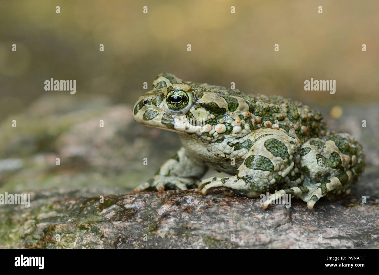 Green toad (Bufo virdis Stock Photo - Alamy