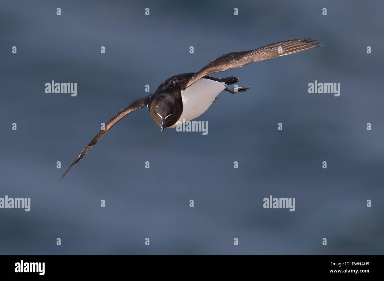 Flying head hi-res stock photography and images - Alamy