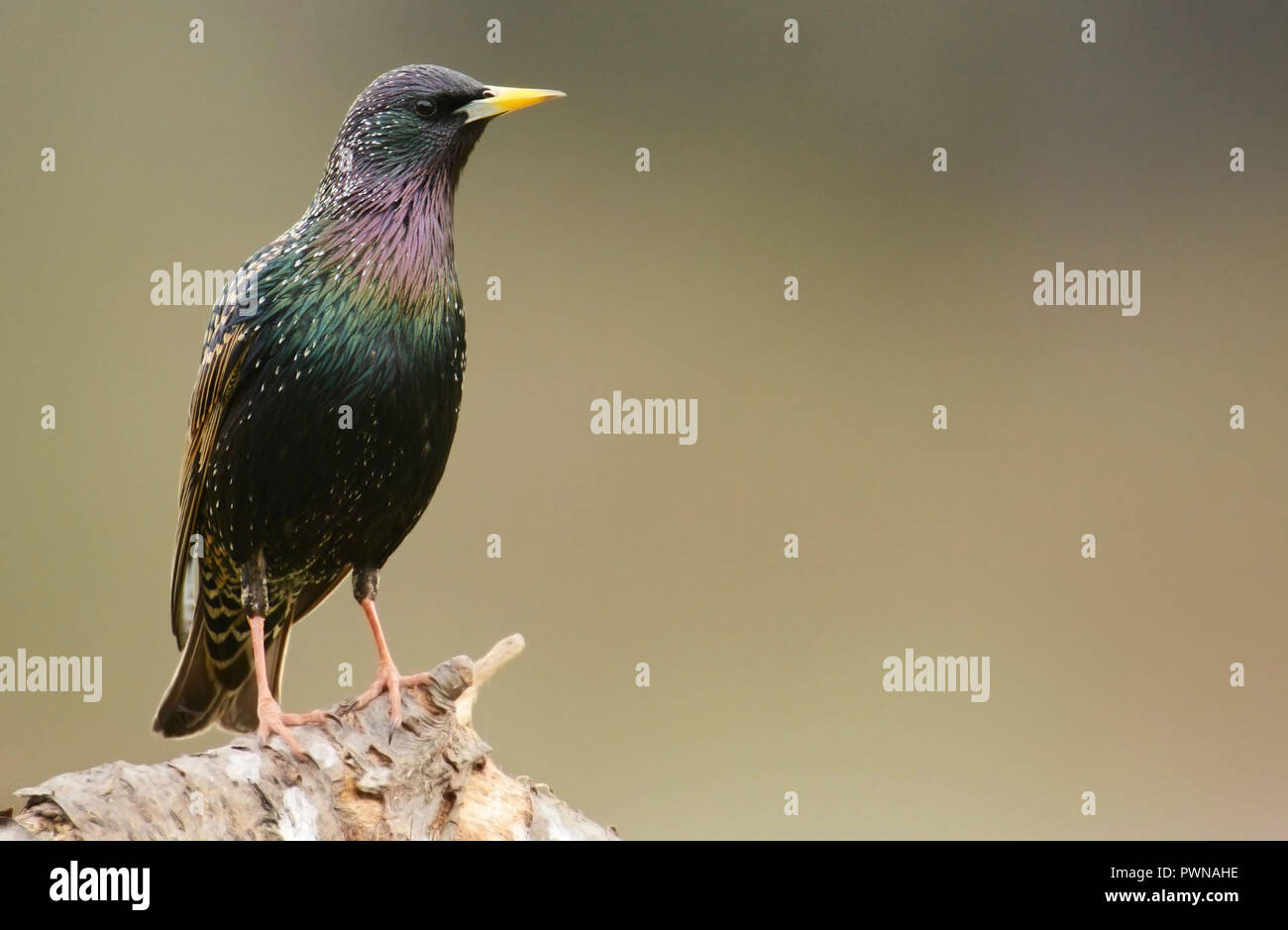 Female Common Starling High Resolution Stock Photography and Images - Alamy