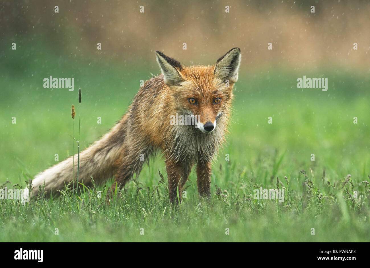 Yooung fox in spring scenery Stock Photo - Alamy