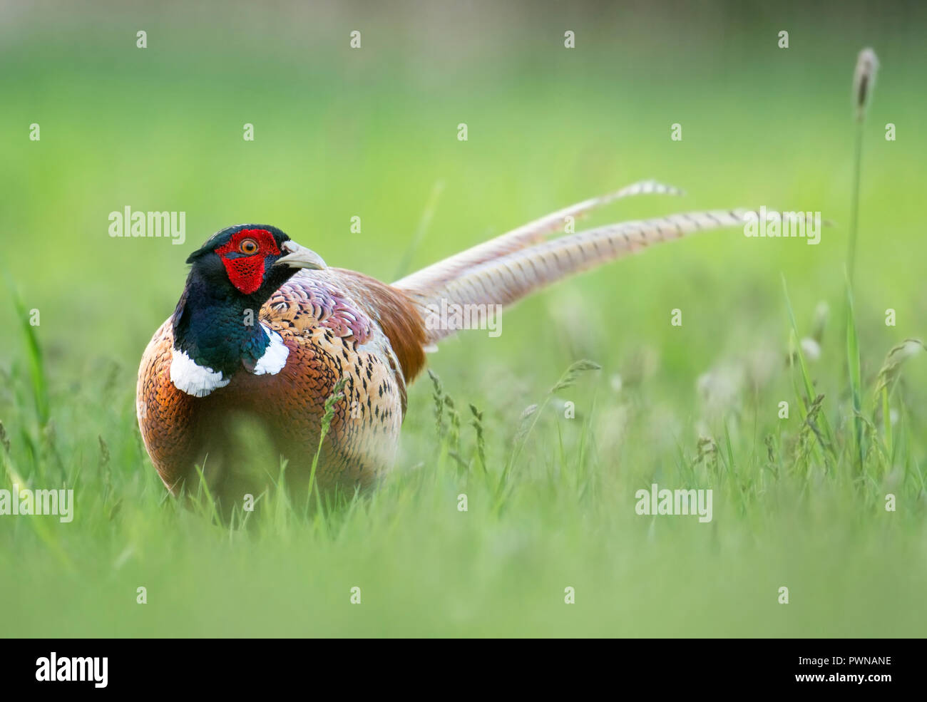 Flying pheasant hi-res stock photography and images - Alamy