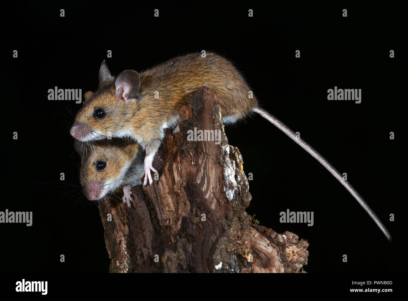 Long tailed rodents hi-res stock photography and images - Alamy