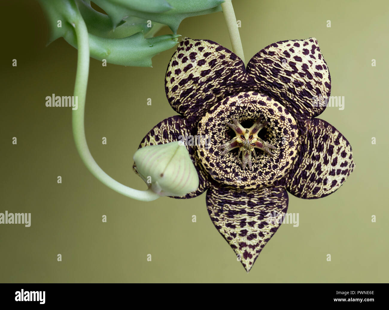 Flower of Stapelia variegata or Orbea variegata Stock Photo - Alamy