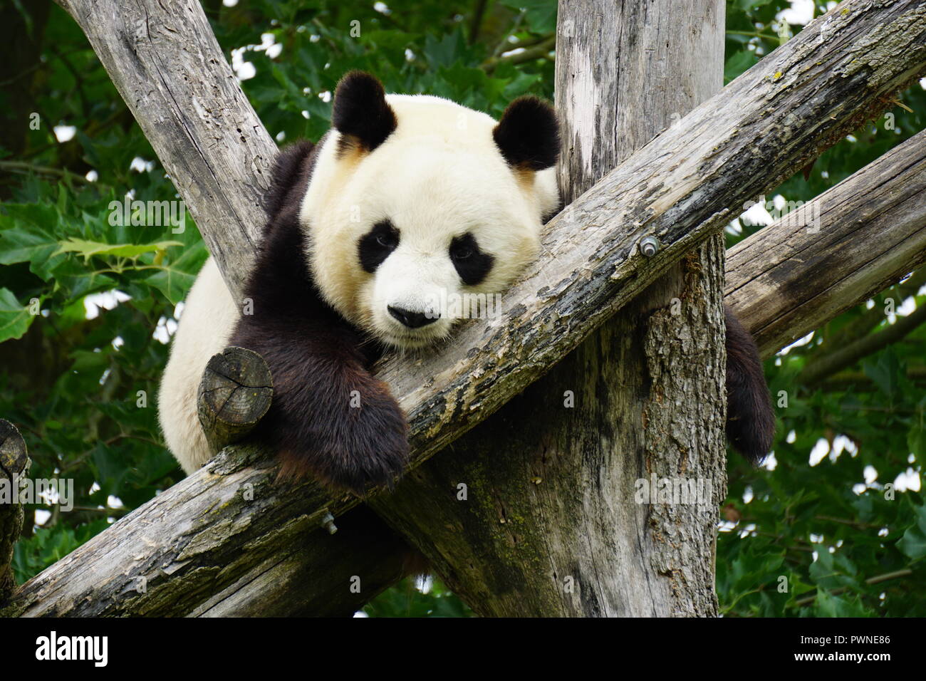 Giant panda bear taking a nap on the tree branches in the park at the ...
