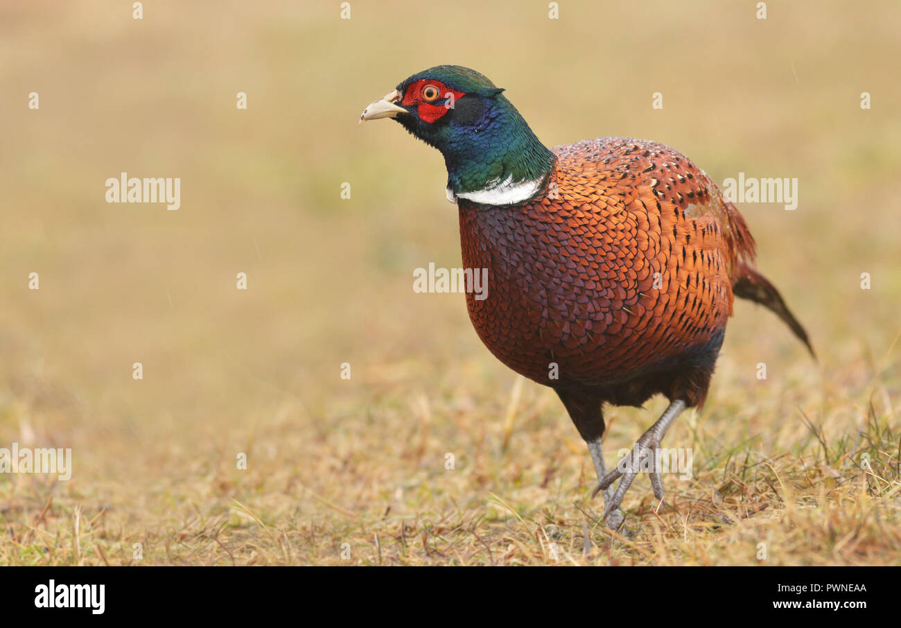 Deer and pheasant hi-res stock photography and images - Alamy