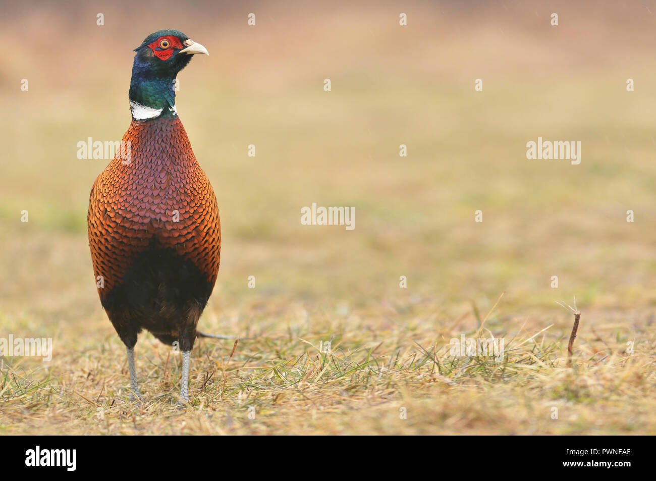 Flying pheasant hi-res stock photography and images - Alamy