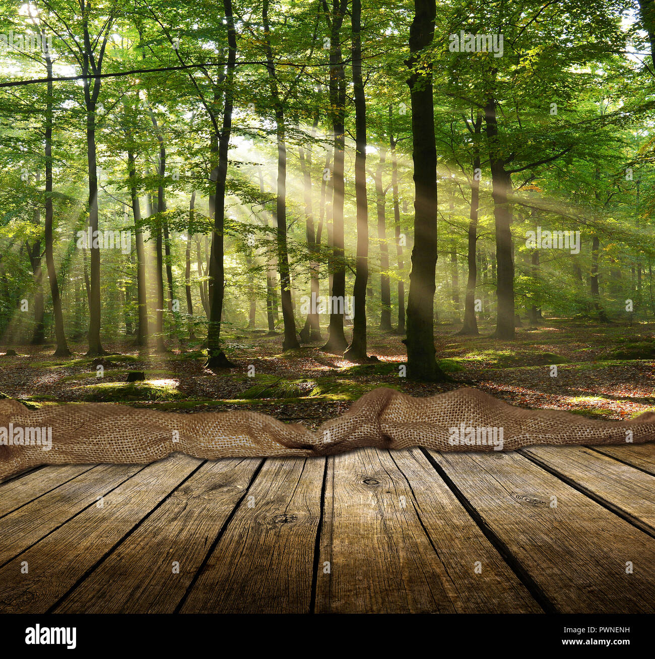 Real Forest Background