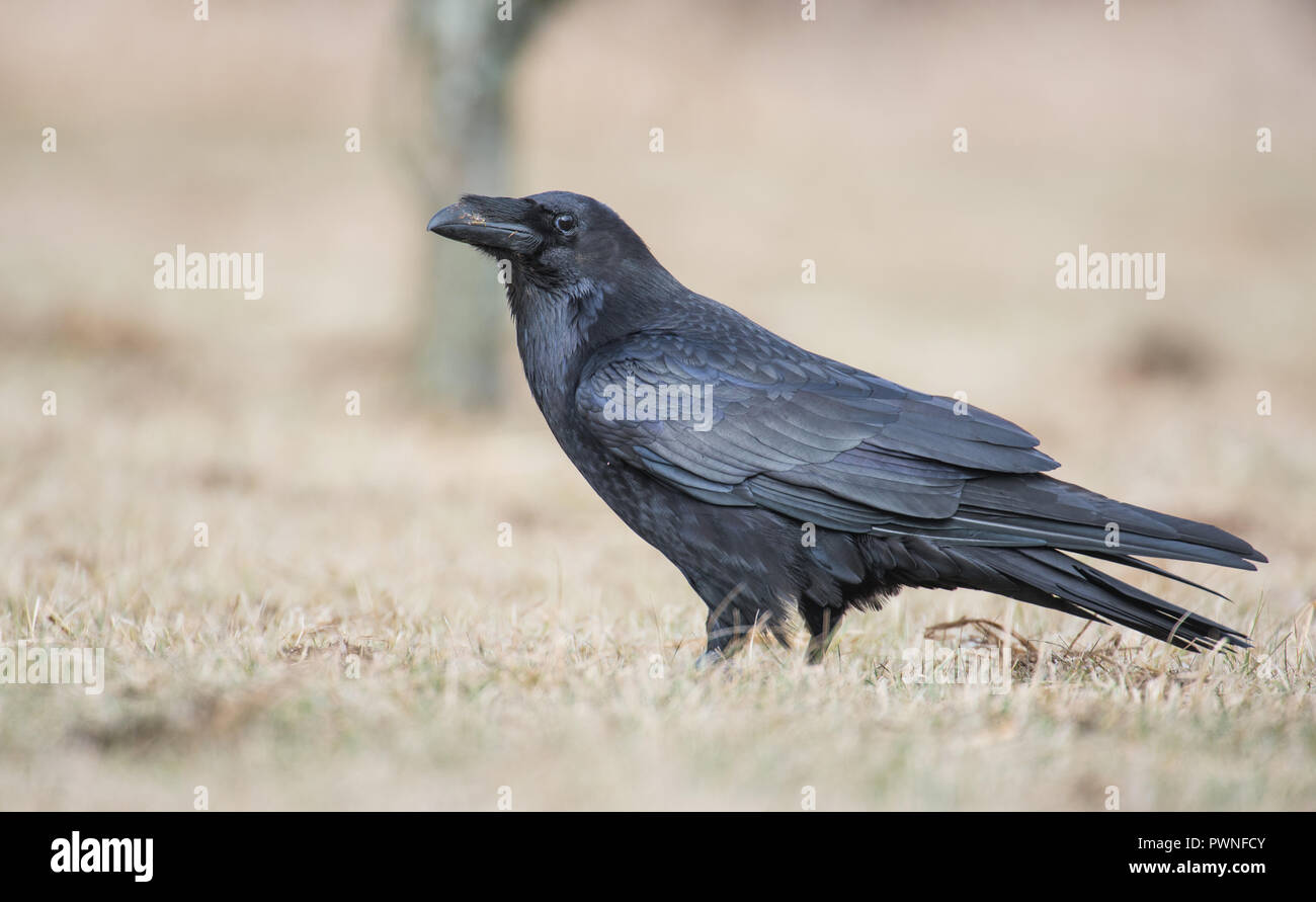 Raven with bill open hi-res stock photography and images - Alamy