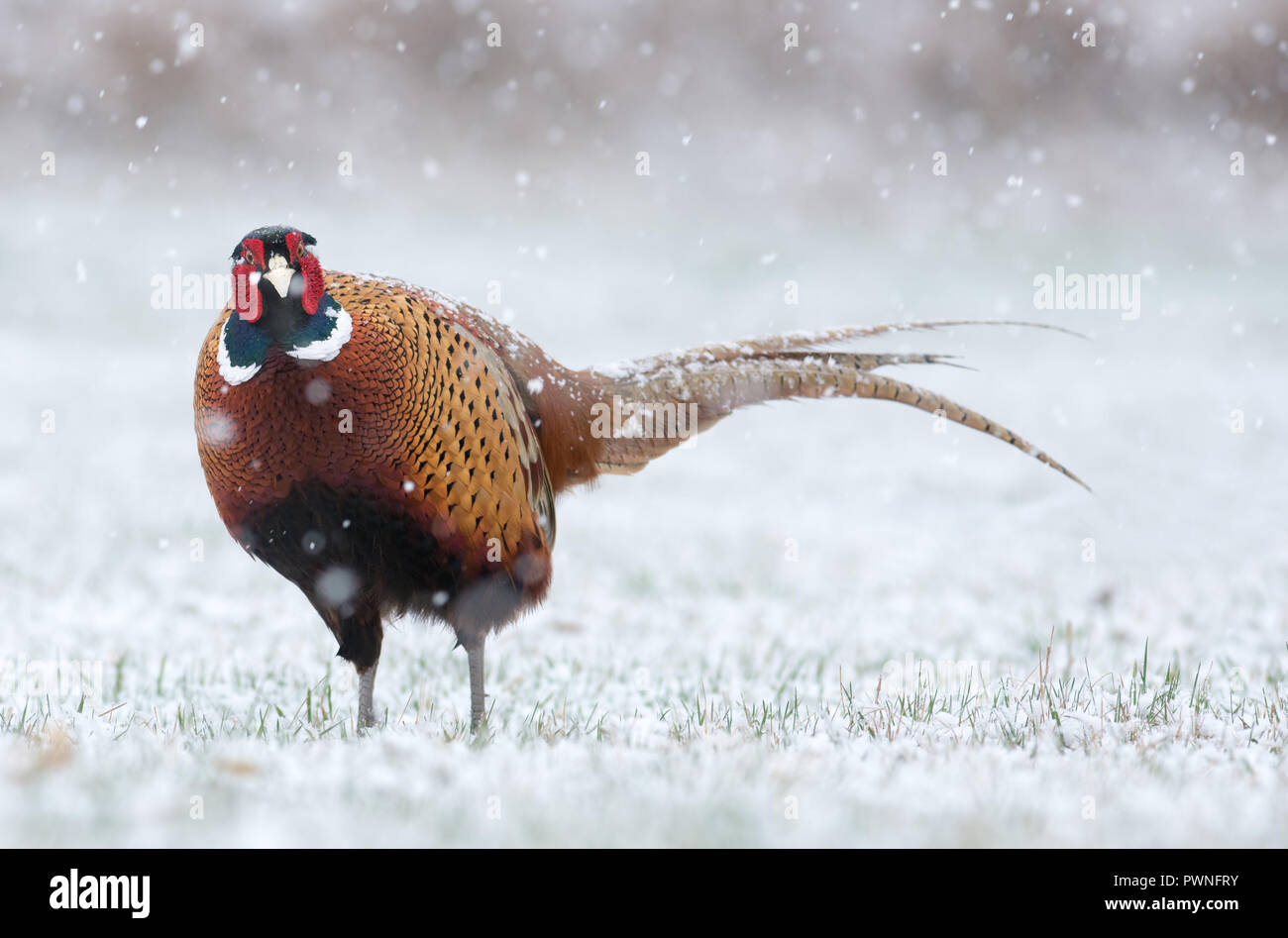 Ringneck Pheasant (Phasianus colchicus) standing in winter scenery ...