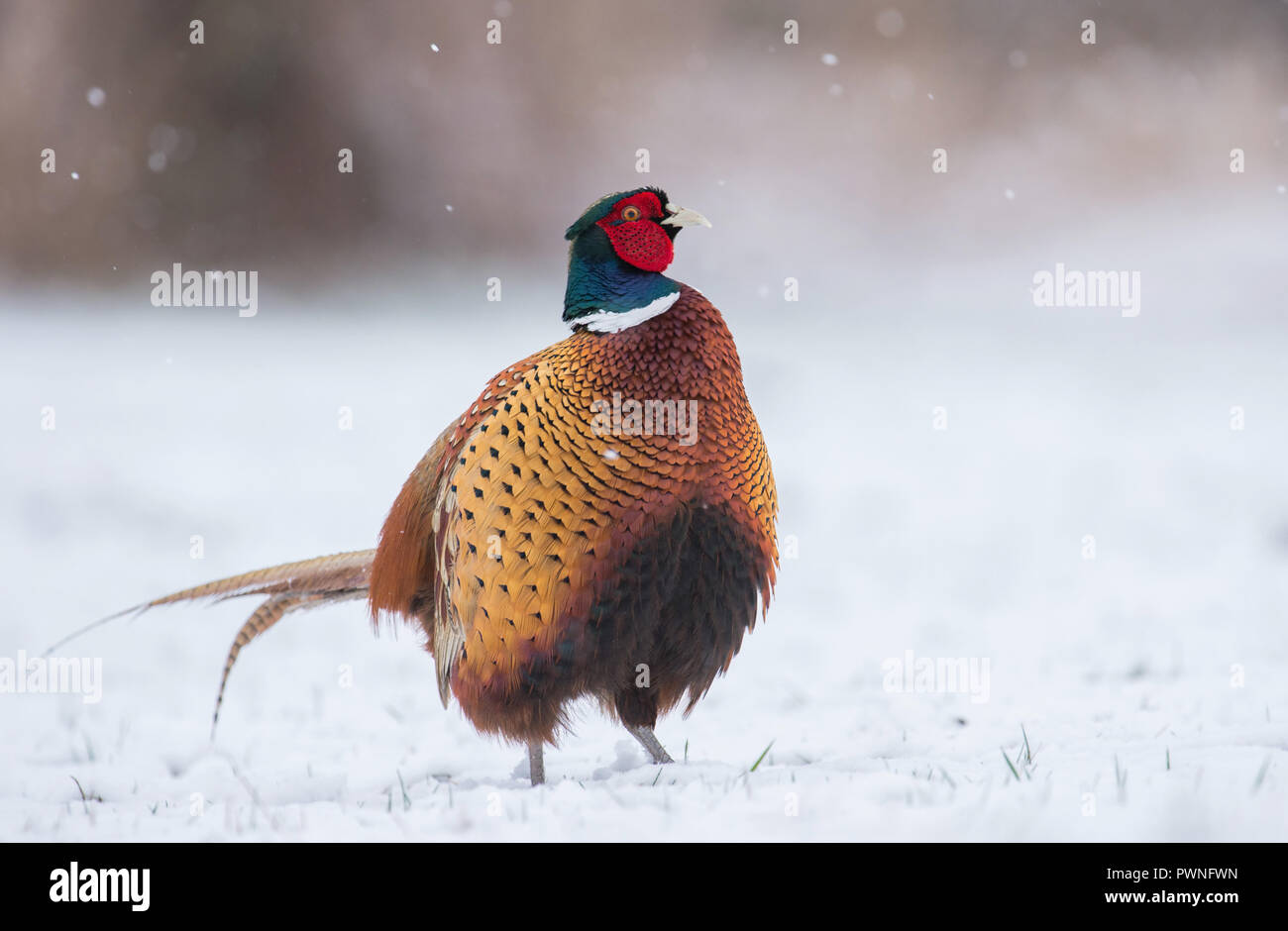 Ringneck Pheasant (Phasianus colchicus) standing in winter scenery ...