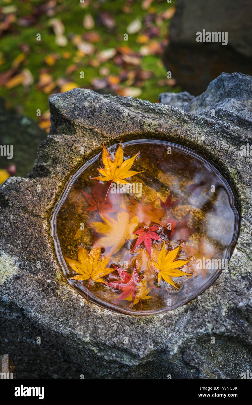 Fall leaves in Kenrokuen Garden - Kanazawa Stock Photo - Alamy