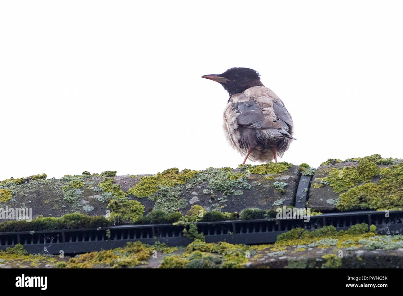 Rosy starling sturnus roseus hi-res stock photography and images - Alamy