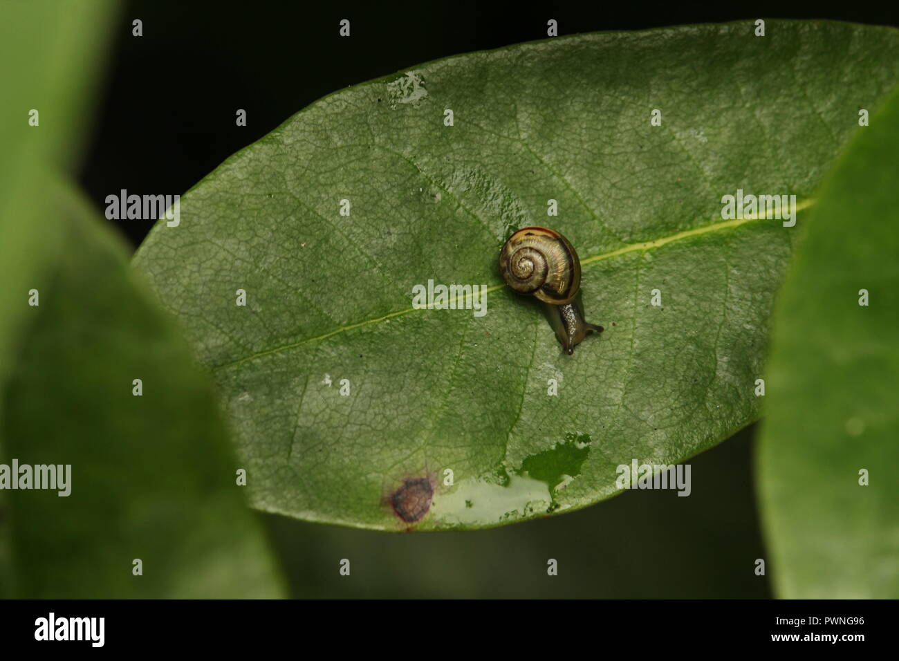 Autumn scene in Britain - A solitary snail makes it way over a woodland ...