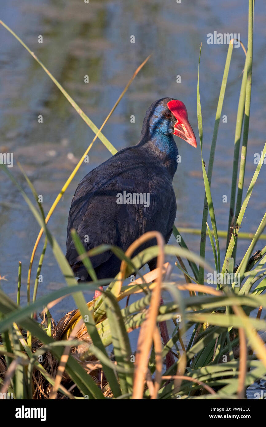 Western Swamphen Porphyrio Porphyrio Stock Photo Alamy
