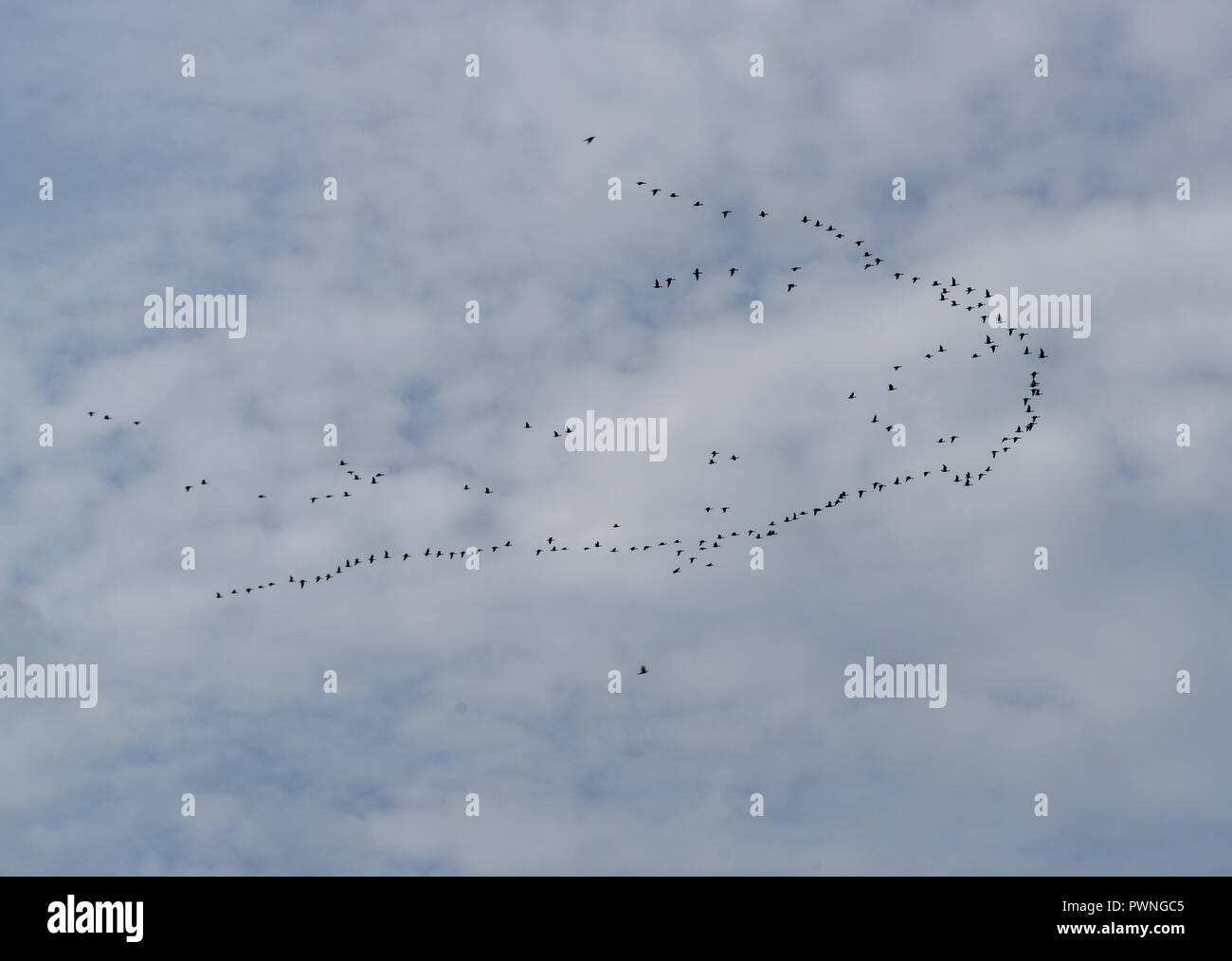 A bird colony flying in a arch like formation in the sky, Scotland, Uk ...
