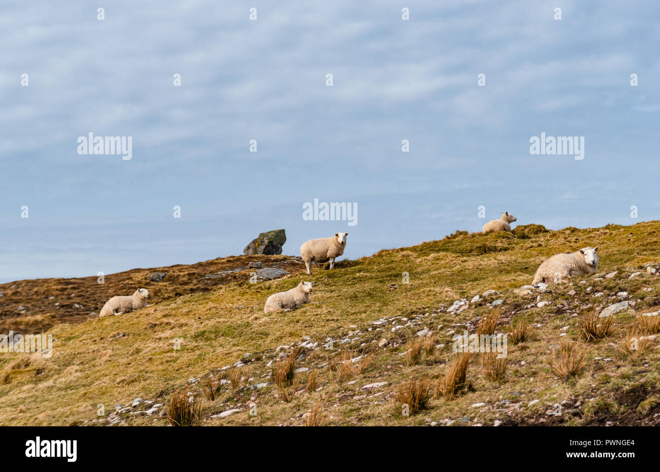 Shire sheep hi-res stock photography and images - Alamy