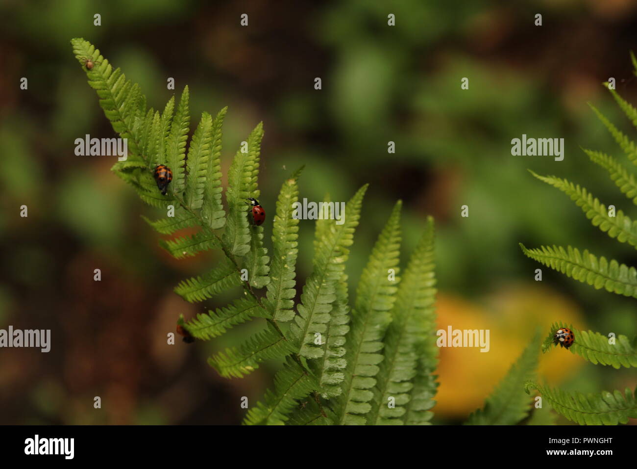 Autumnal Scene's - Several insects of ladybird species including an ...