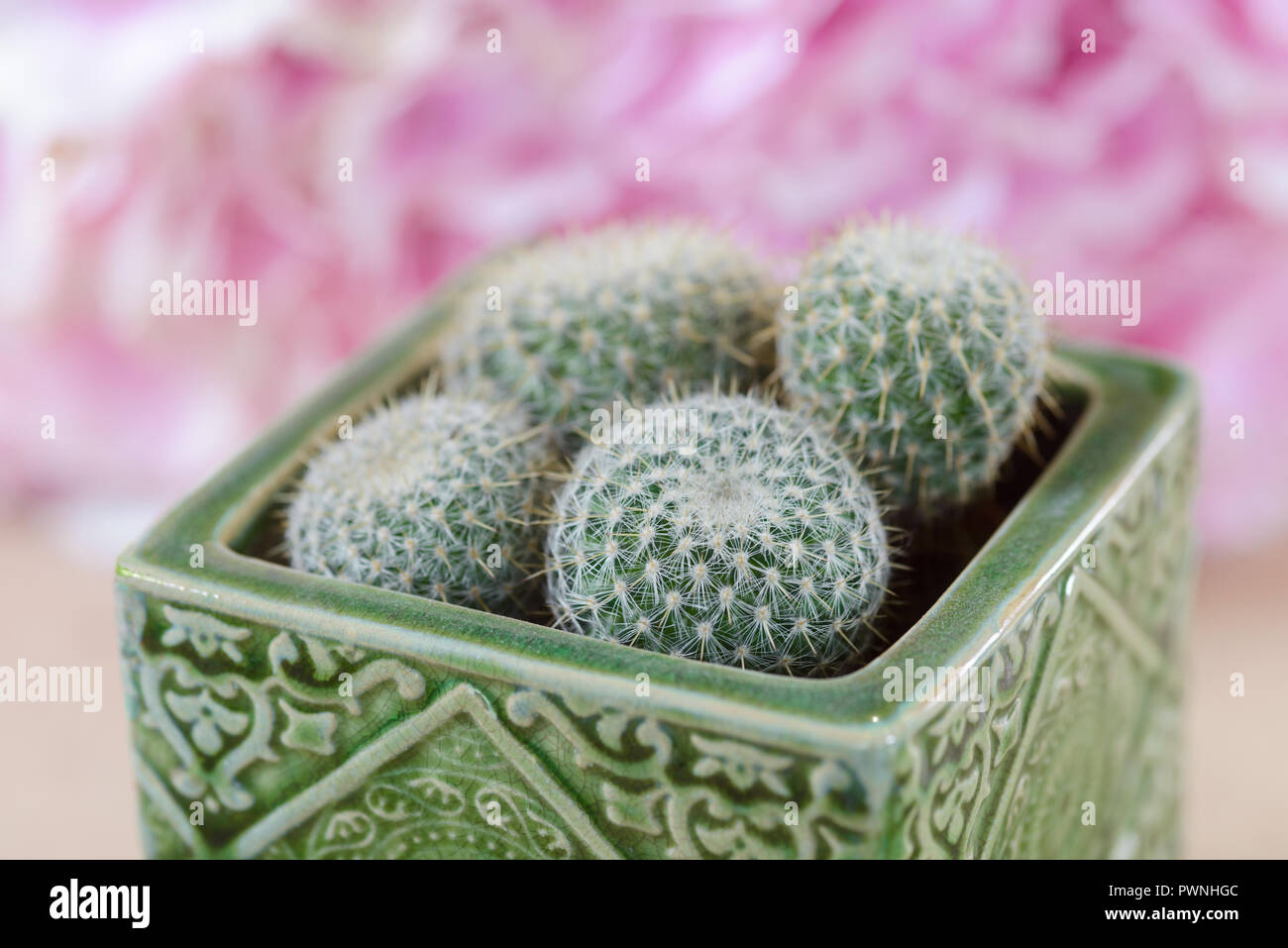 Close up on mini cacti Stock Photo - Alamy