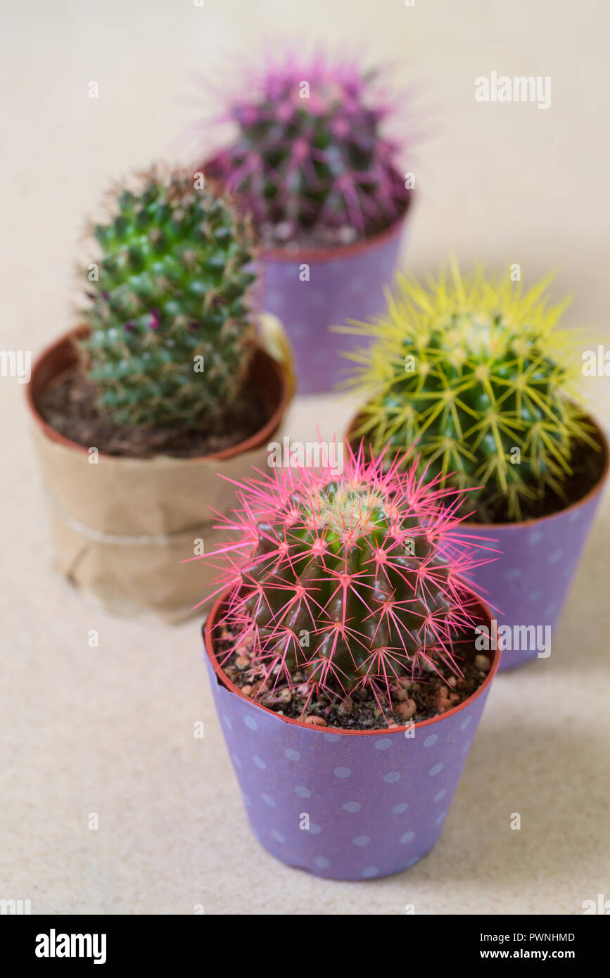 Cacti still life hi-res stock photography and images - Alamy