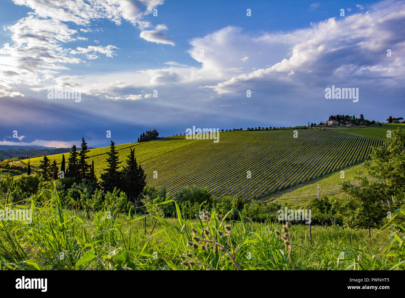 Traditional countryside and landscapes of beautiful Tuscany. Vineyards ...
