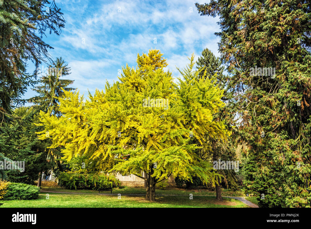 Autumn scene in Bojnice, Slovak republic. Colorful trees. Seasonal ...