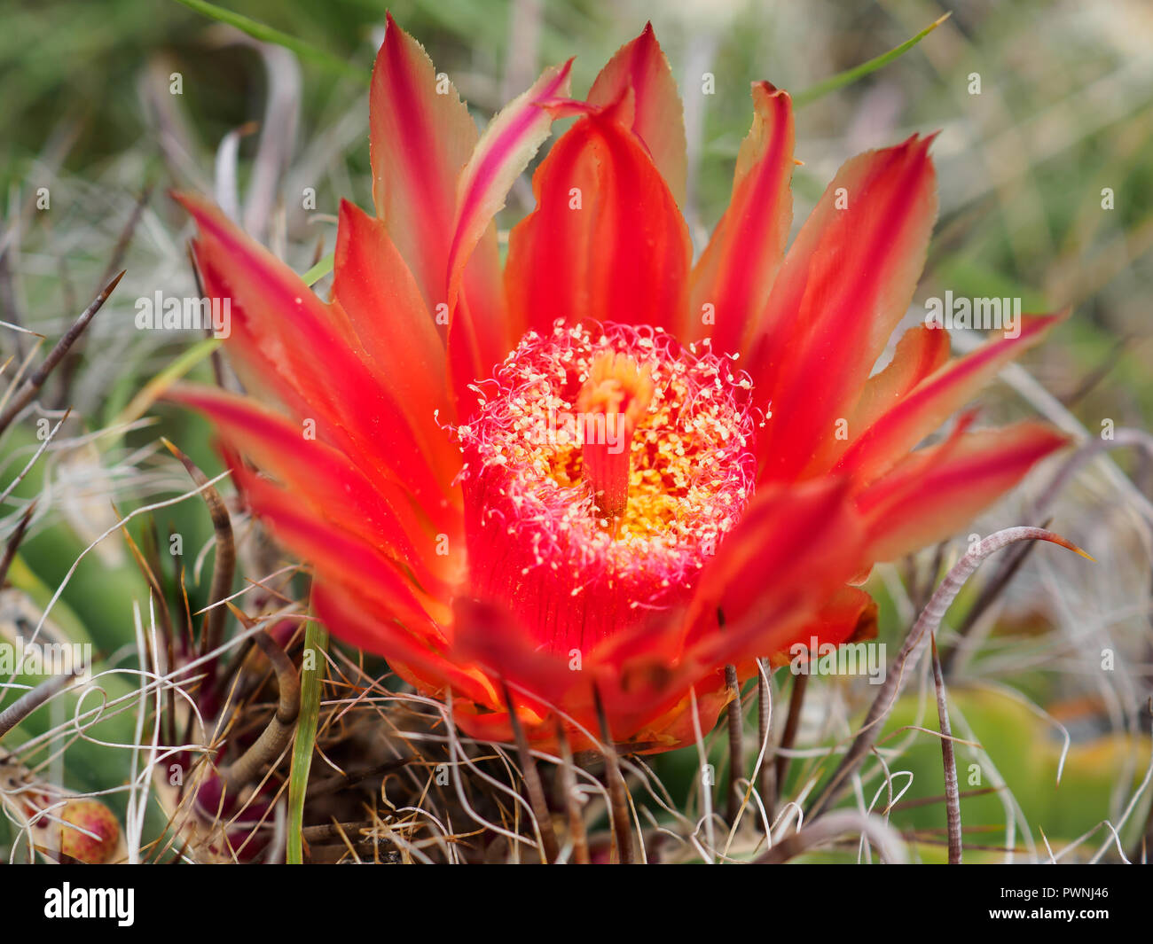 Fishhook barrel cactus flower Stock Photo - Alamy