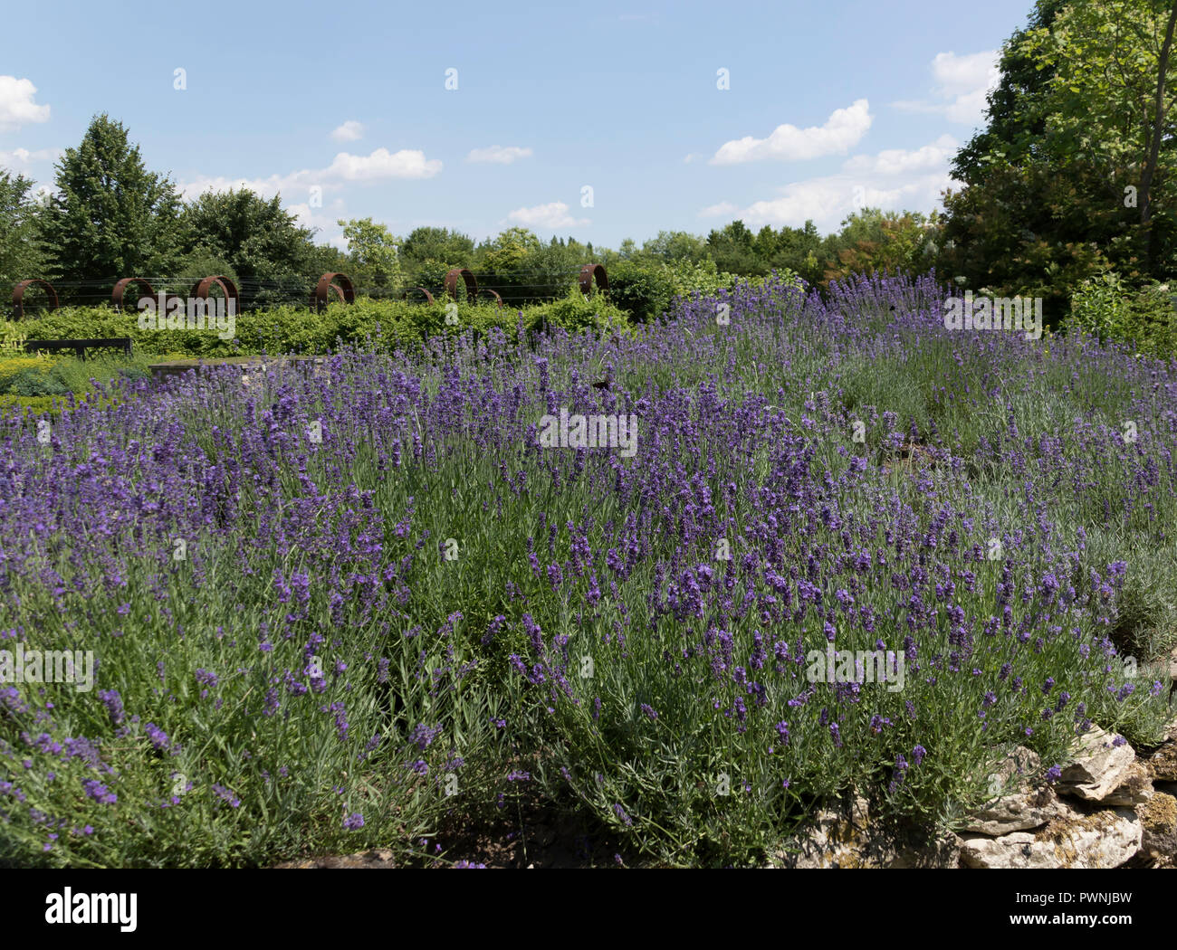 Lavender growing in a Czech Garden, with trees an arch made of steel ...