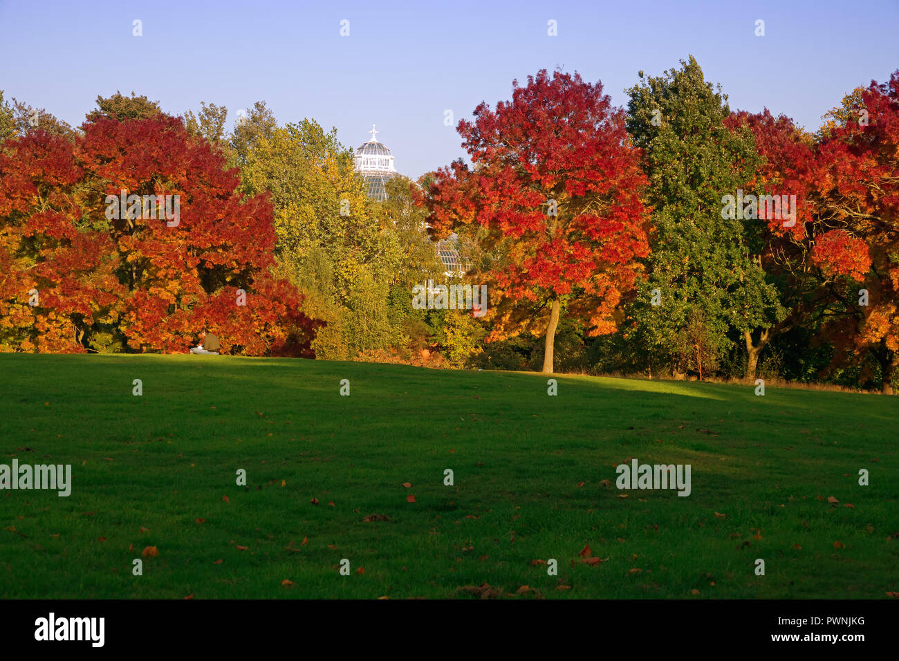 Colourful trees turning colour in autumn Stock Photo - Alamy
