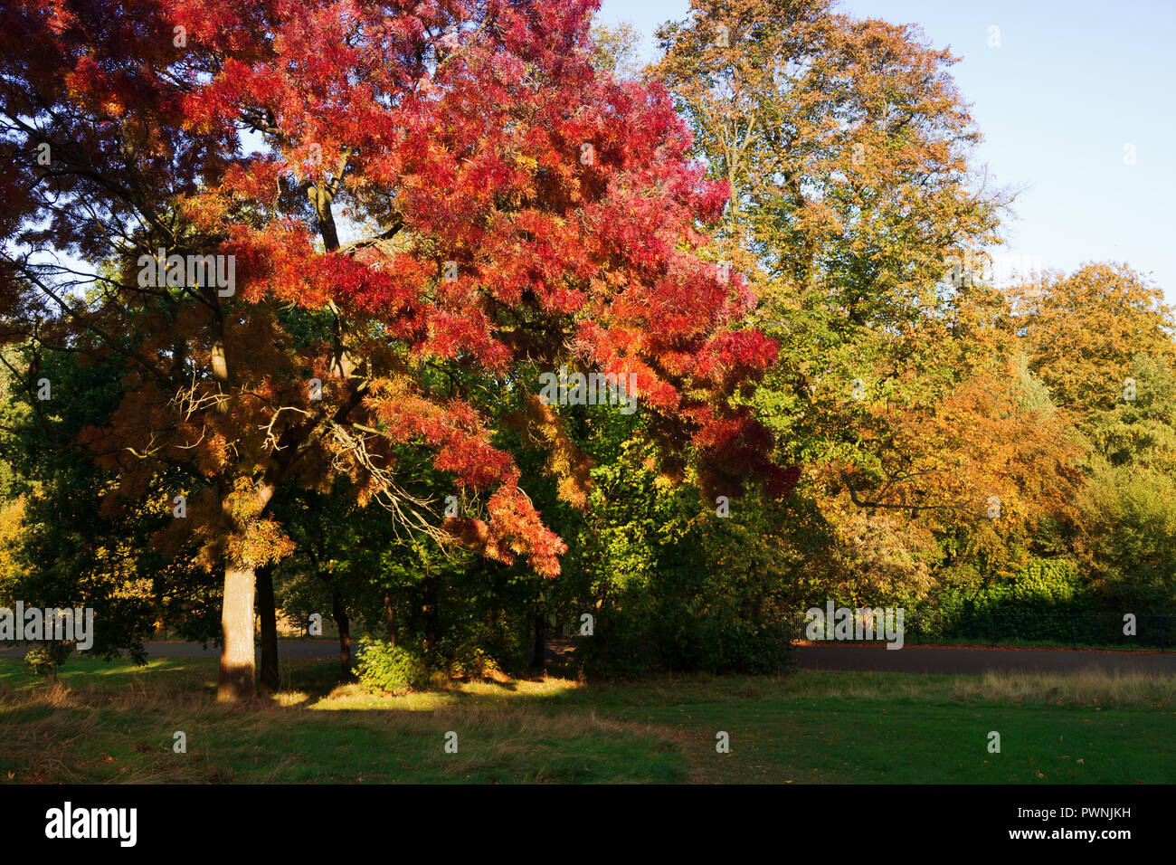 Colourful trees turning colour in autumn Stock Photo - Alamy