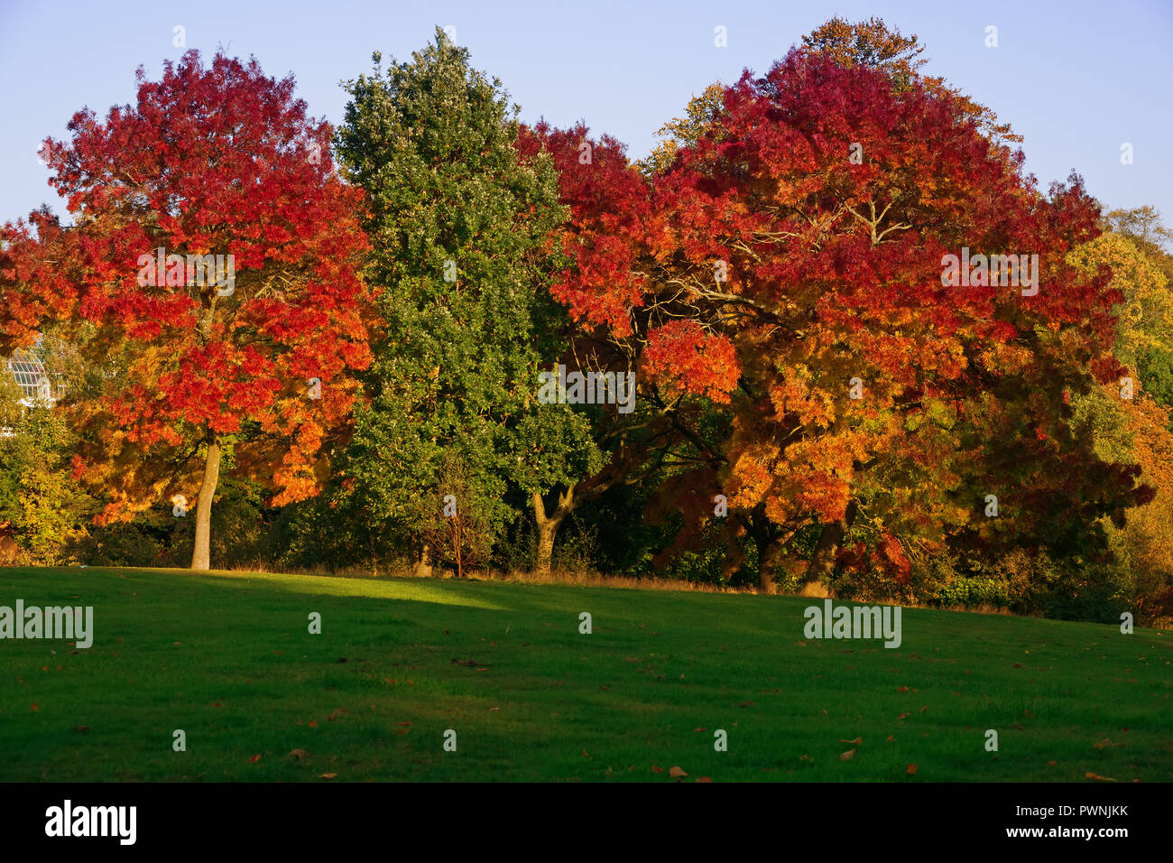Colourful trees turning colour in autumn Stock Photo - Alamy