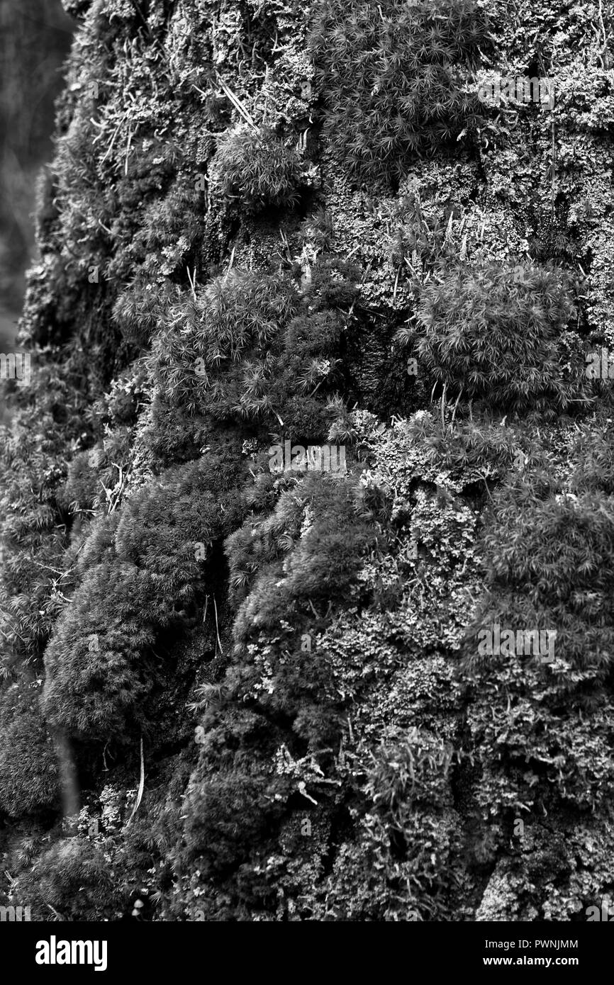 Moss detail Black and White Stock Photos & Images - Alamy