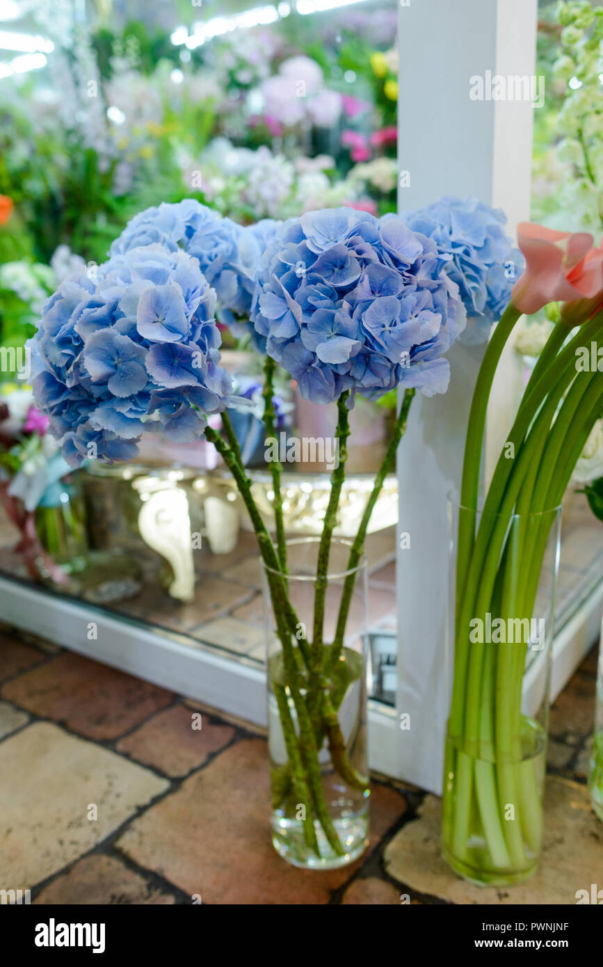 Blue hydrangeas in flower shop Stock Photo - Alamy