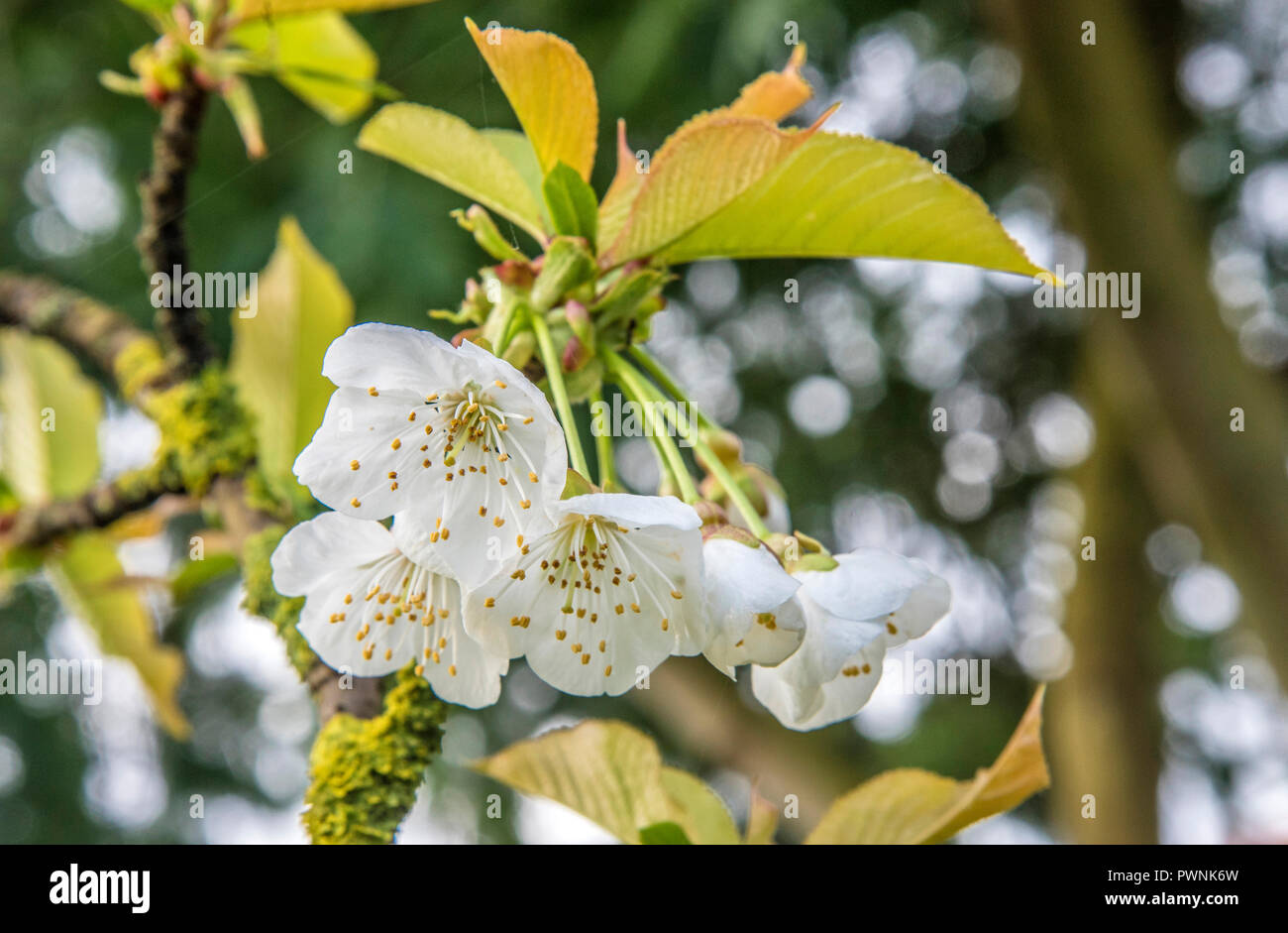 France, spring, cherry blossoms on the tree Stock Photo - Alamy