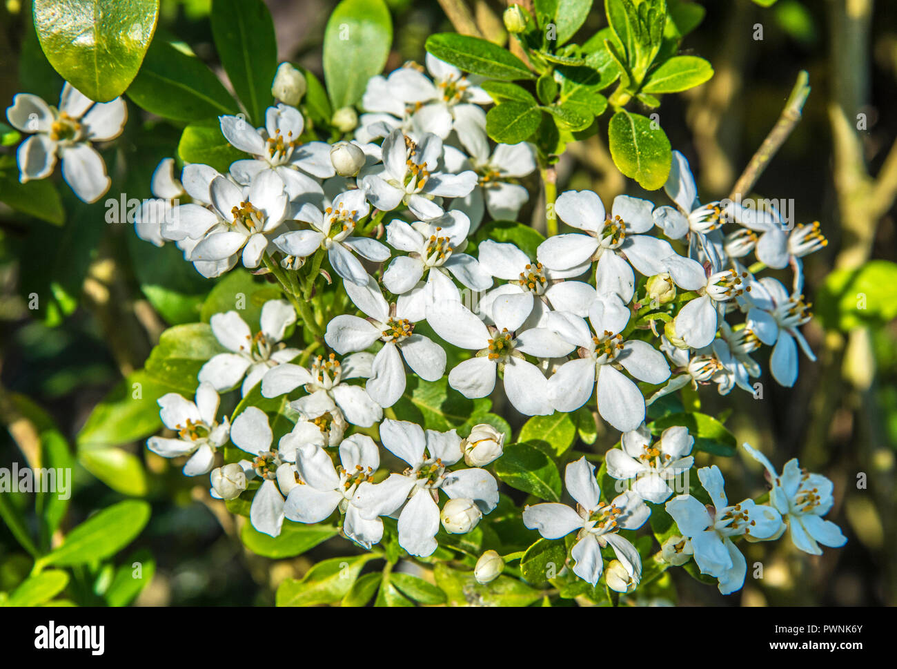 France, white flowers of choisya (known as Mexican orange) in spring ...