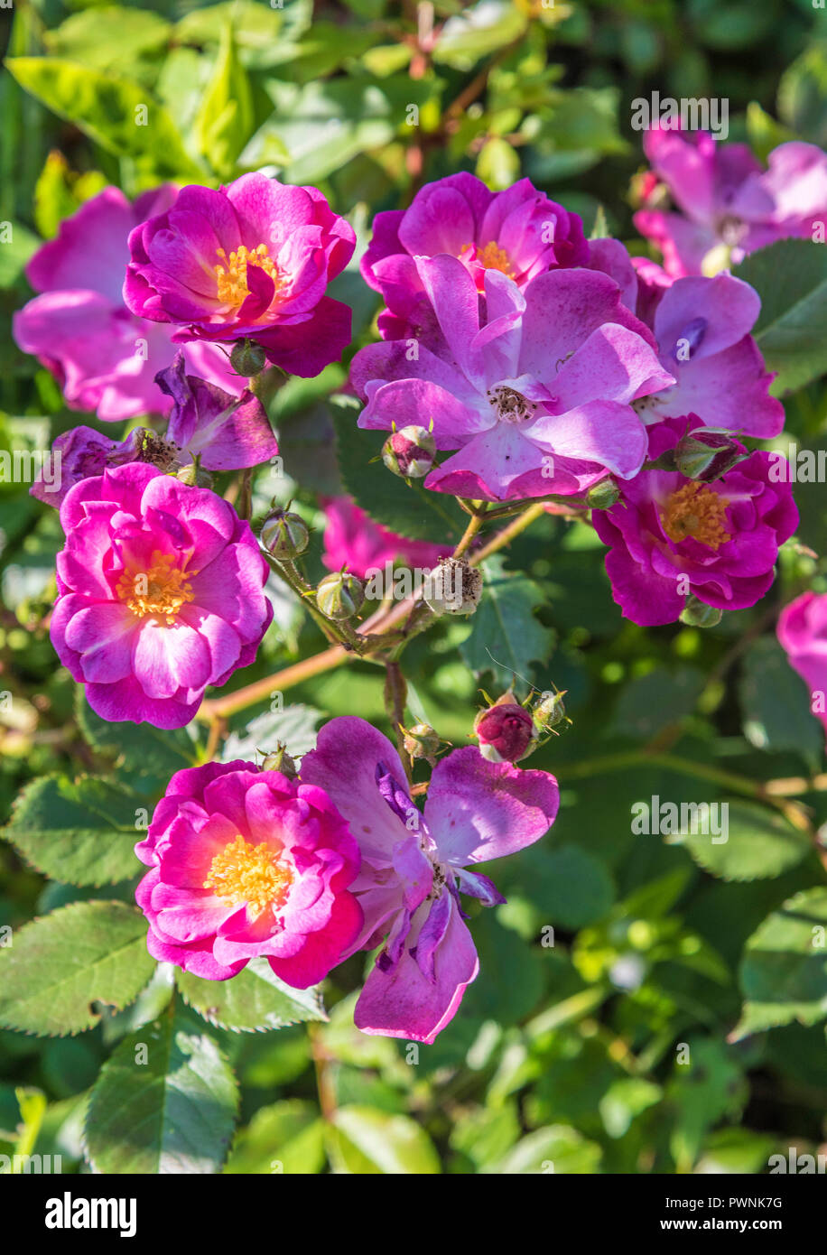 France, rosebush with rose flowers in a garden Stock Photo - Alamy