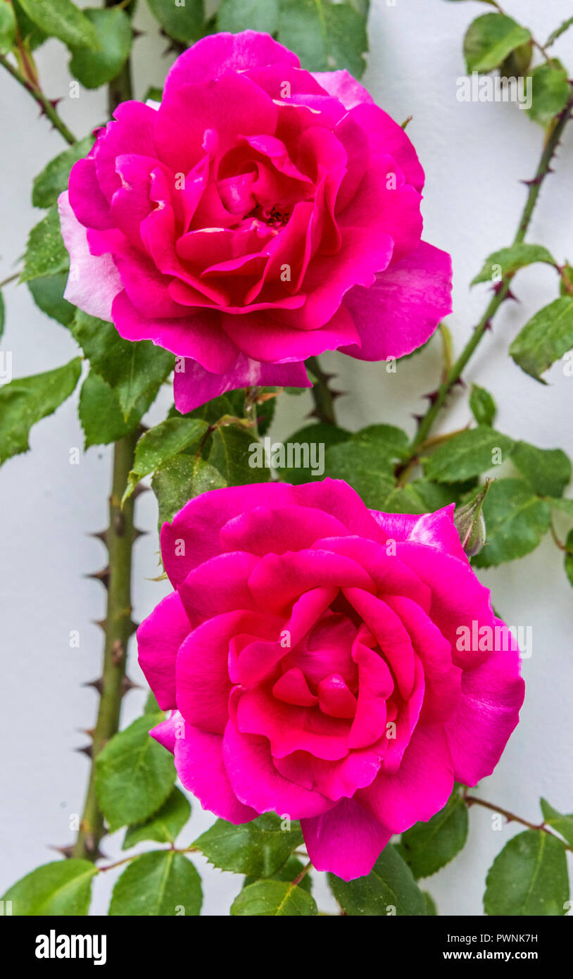 France, roses in a garden Stock Photo - Alamy
