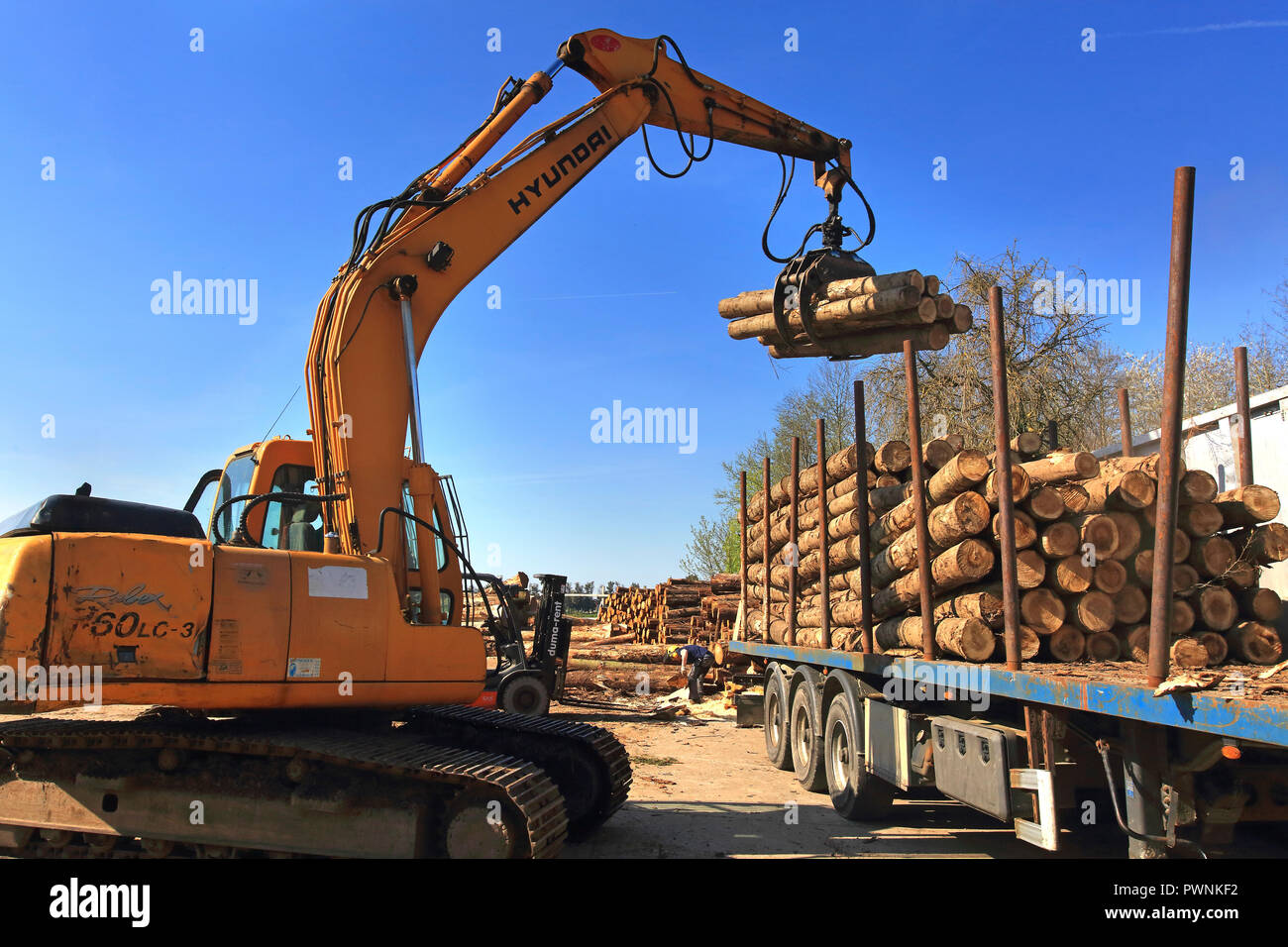 Claw tree trunks hi-res stock photography and images - Alamy