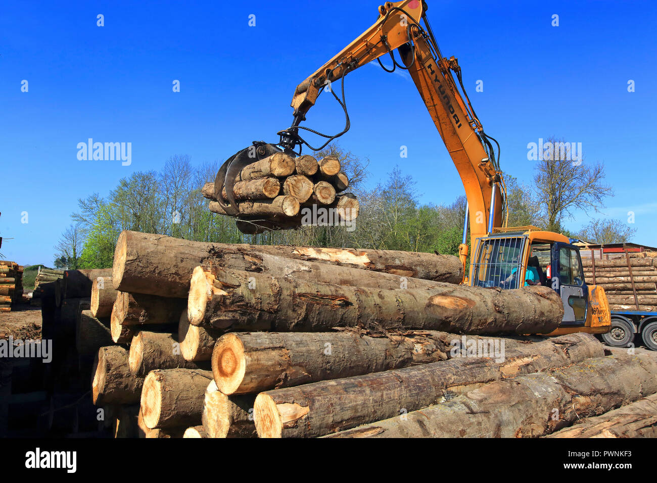 Claw tree trunks hi-res stock photography and images - Alamy