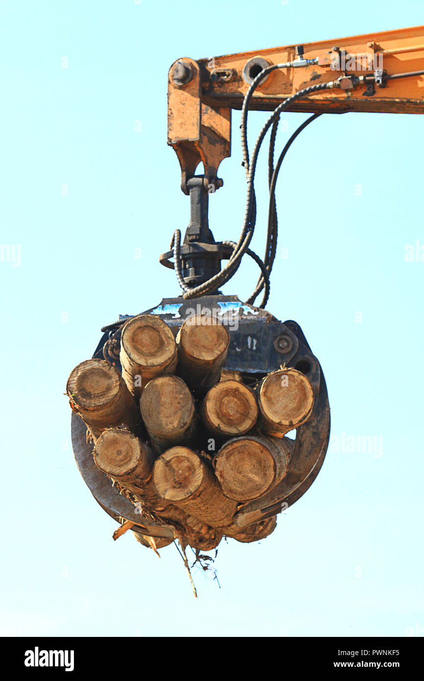 Claw tree trunks hi-res stock photography and images - Alamy