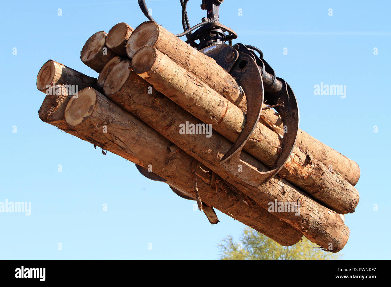Claw tree trunks hi-res stock photography and images - Alamy