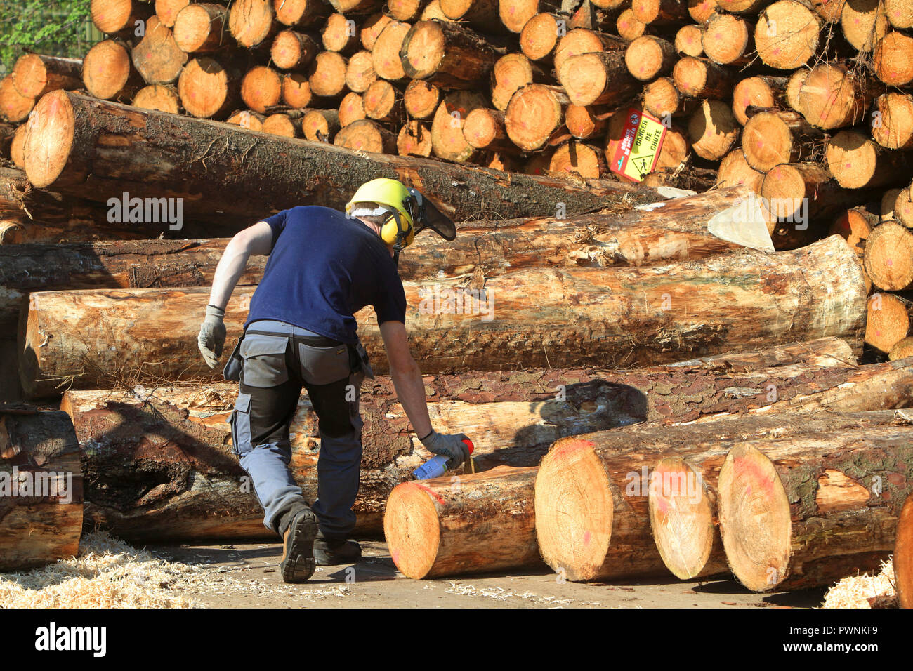 Lumbering. Tree trunks Stock Photo - Alamy