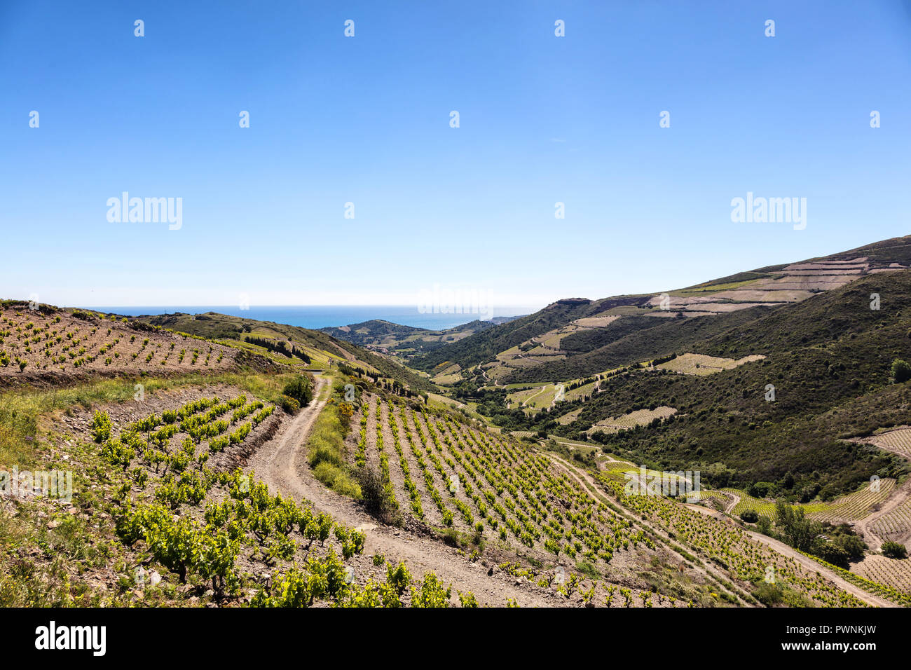 Vineyard of banyuls hi-res stock photography and images - Alamy