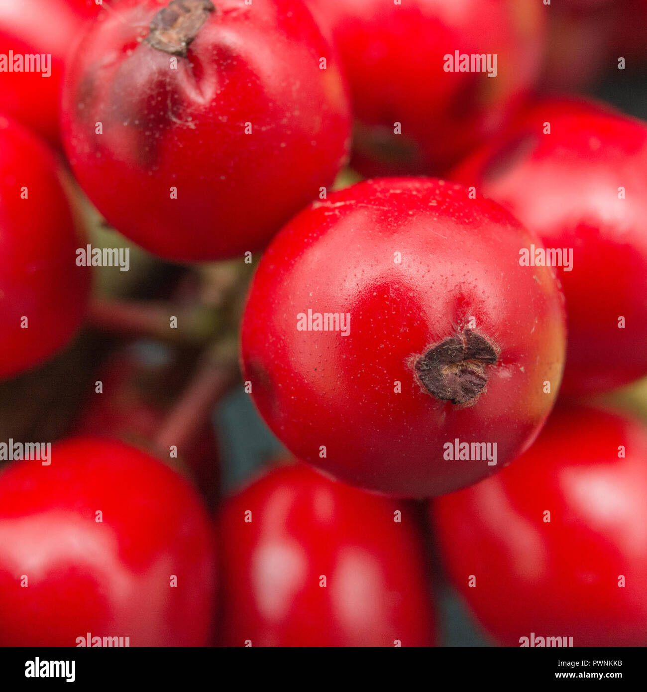 Poisonous red berries hi-res stock photography and images - Alamy