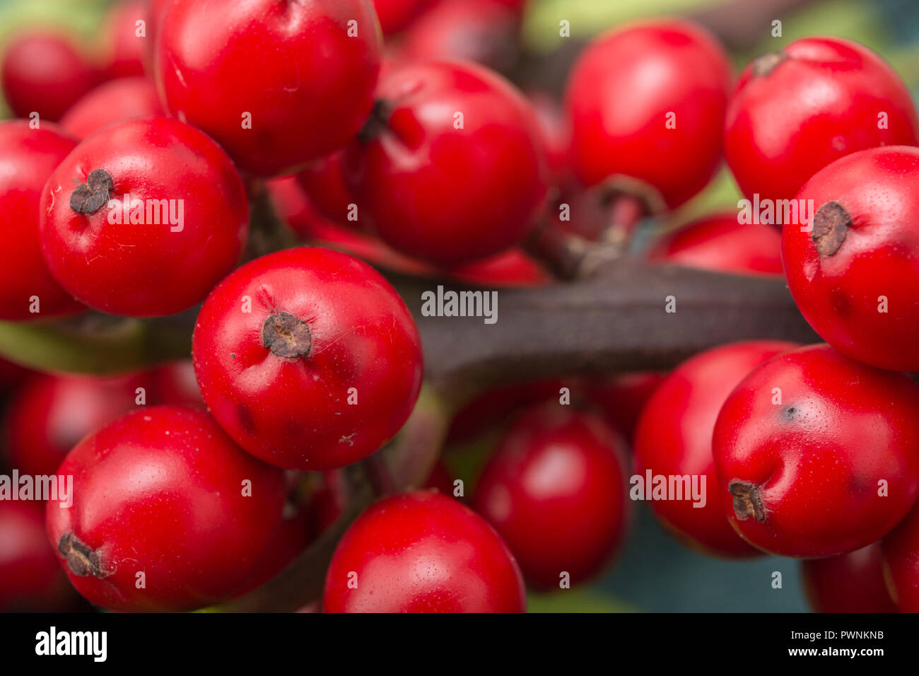 Poisonous Red Berries Stock Photos & Poisonous Red Berries Stock Images ...