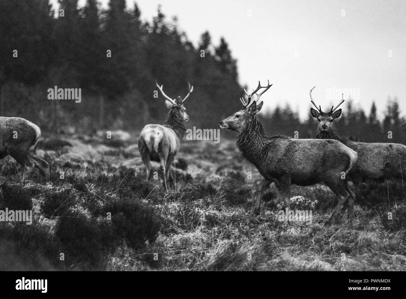 Wild animals stags Black and White Stock Photos & Images - Alamy