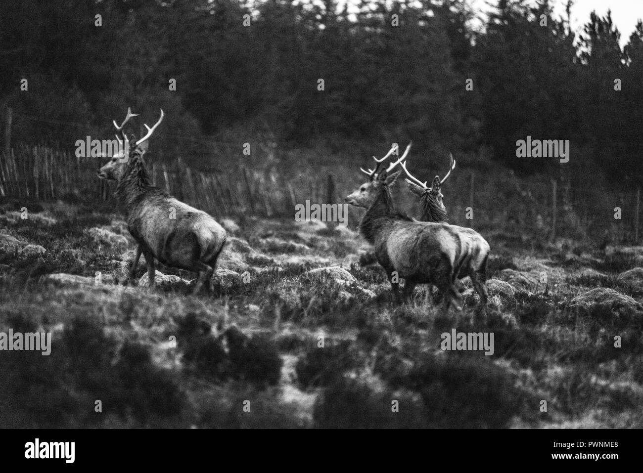 Stag scotland Black and White Stock Photos & Images - Alamy