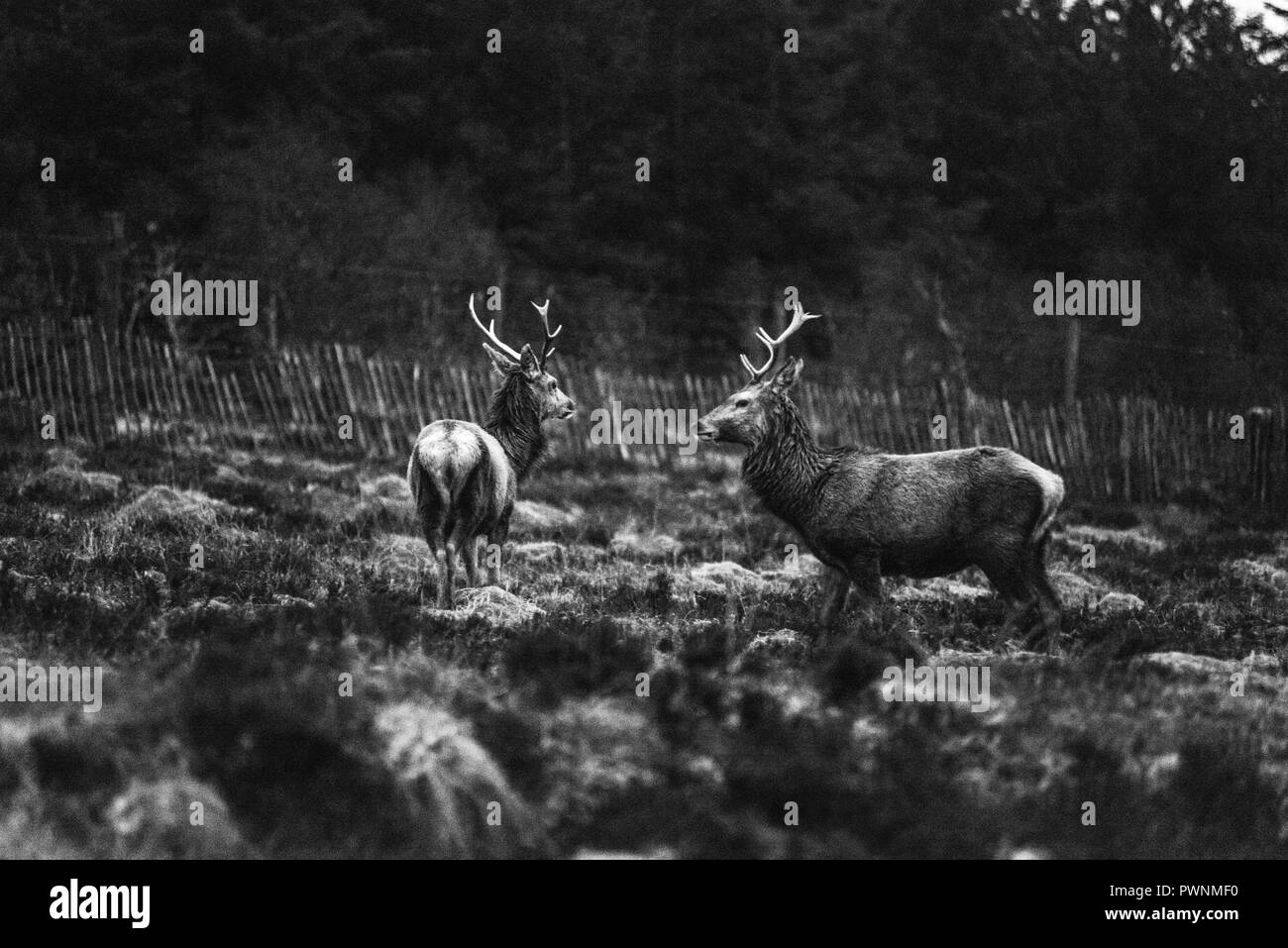 Wild animals stags Black and White Stock Photos & Images - Alamy